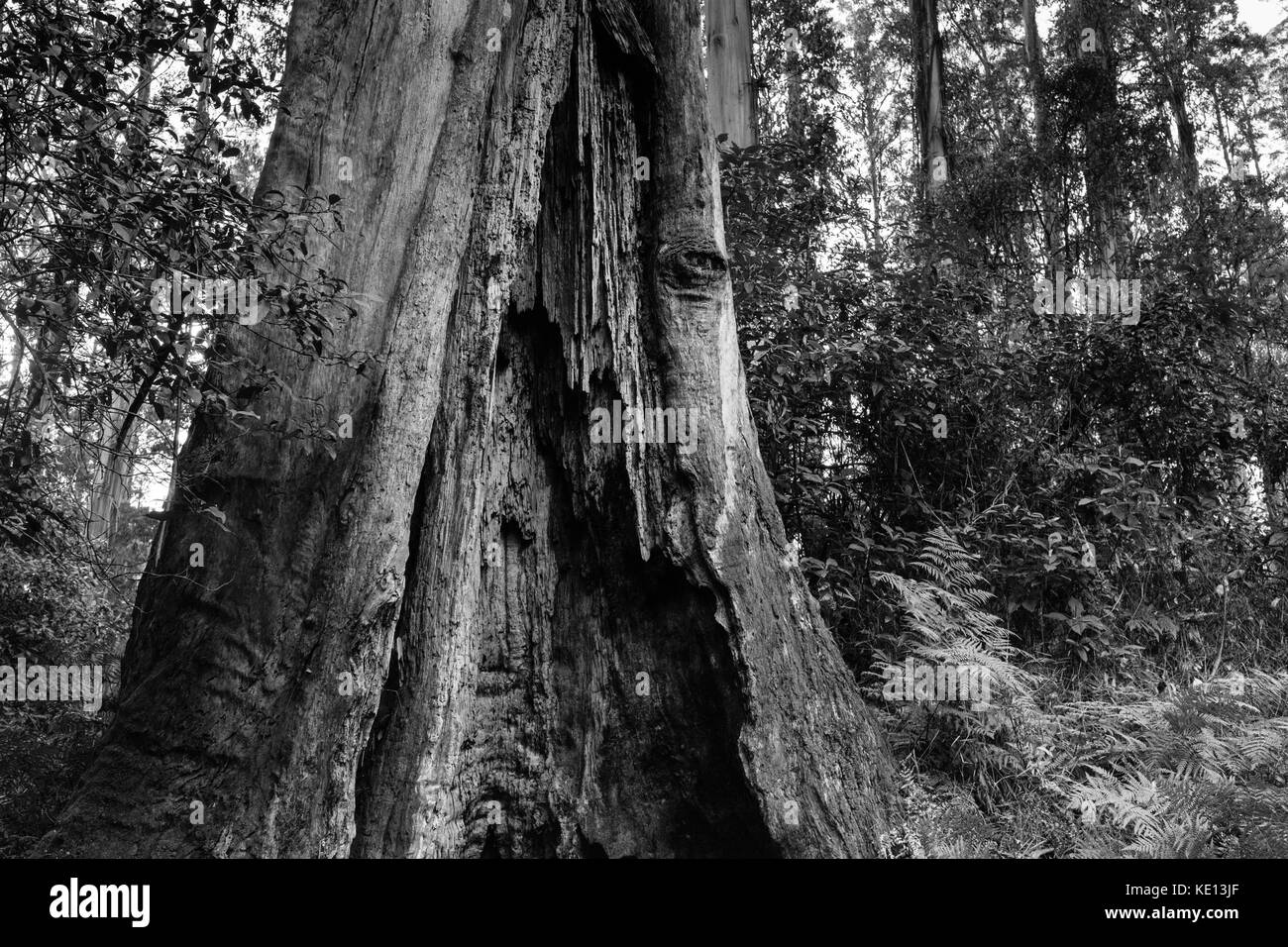 Old tree in Sherbrooke forest Stock Photo - Alamy