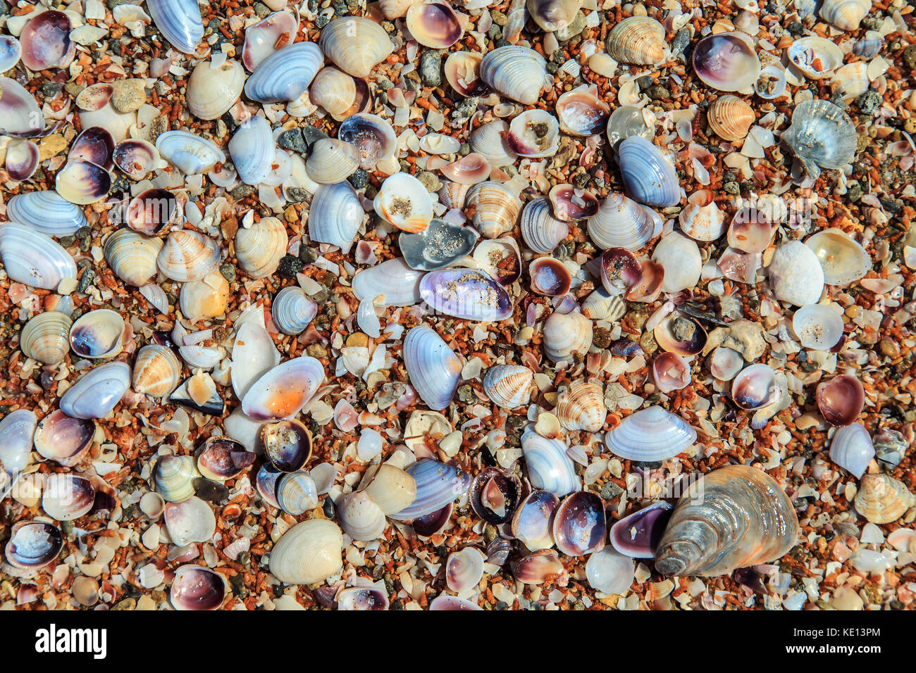 Texture of shells. Natural pattern or background for design Stock Photo ...