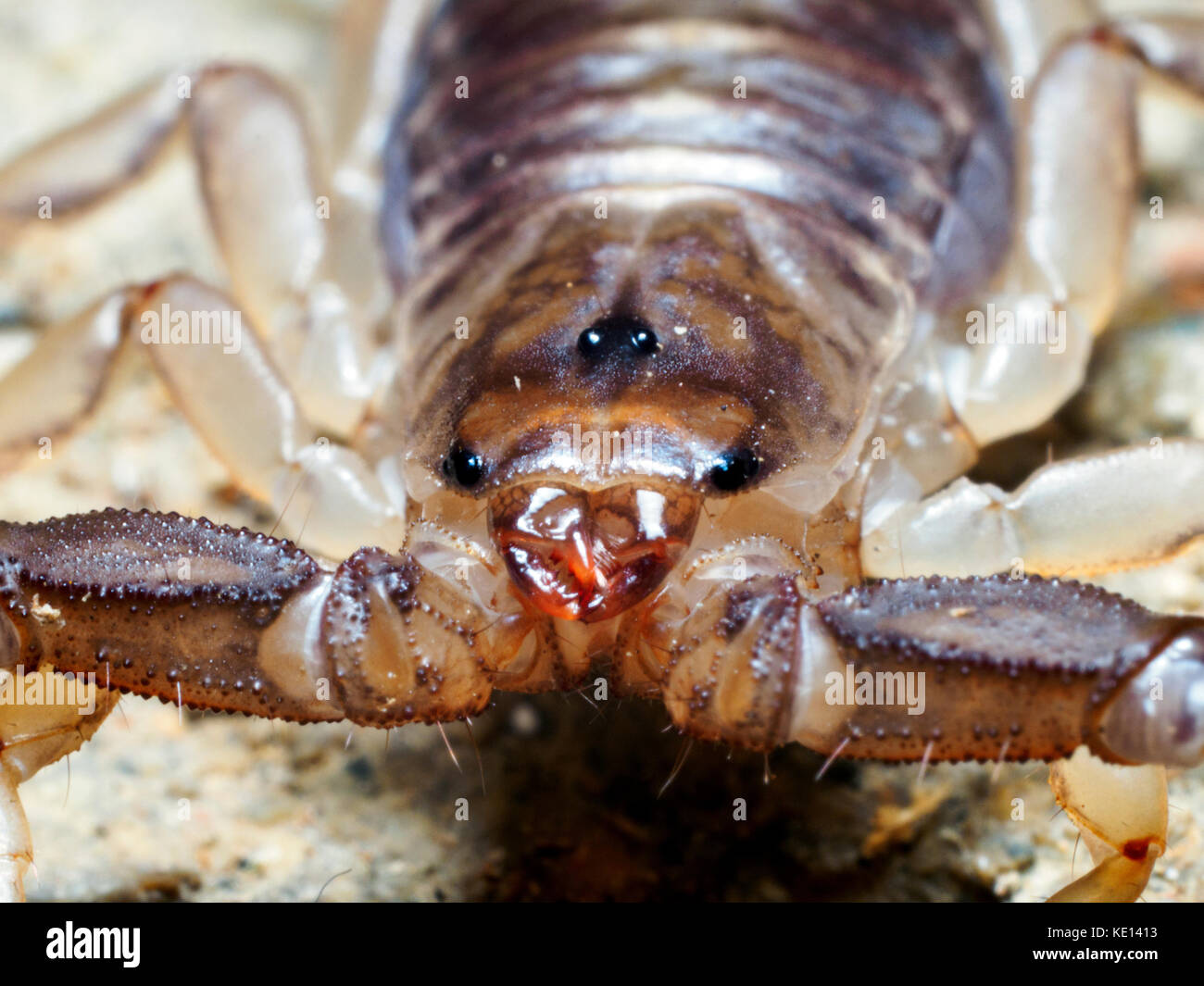 Italian scorpius (Euscorpius italicus) - Italy Stock Photo - Alamy