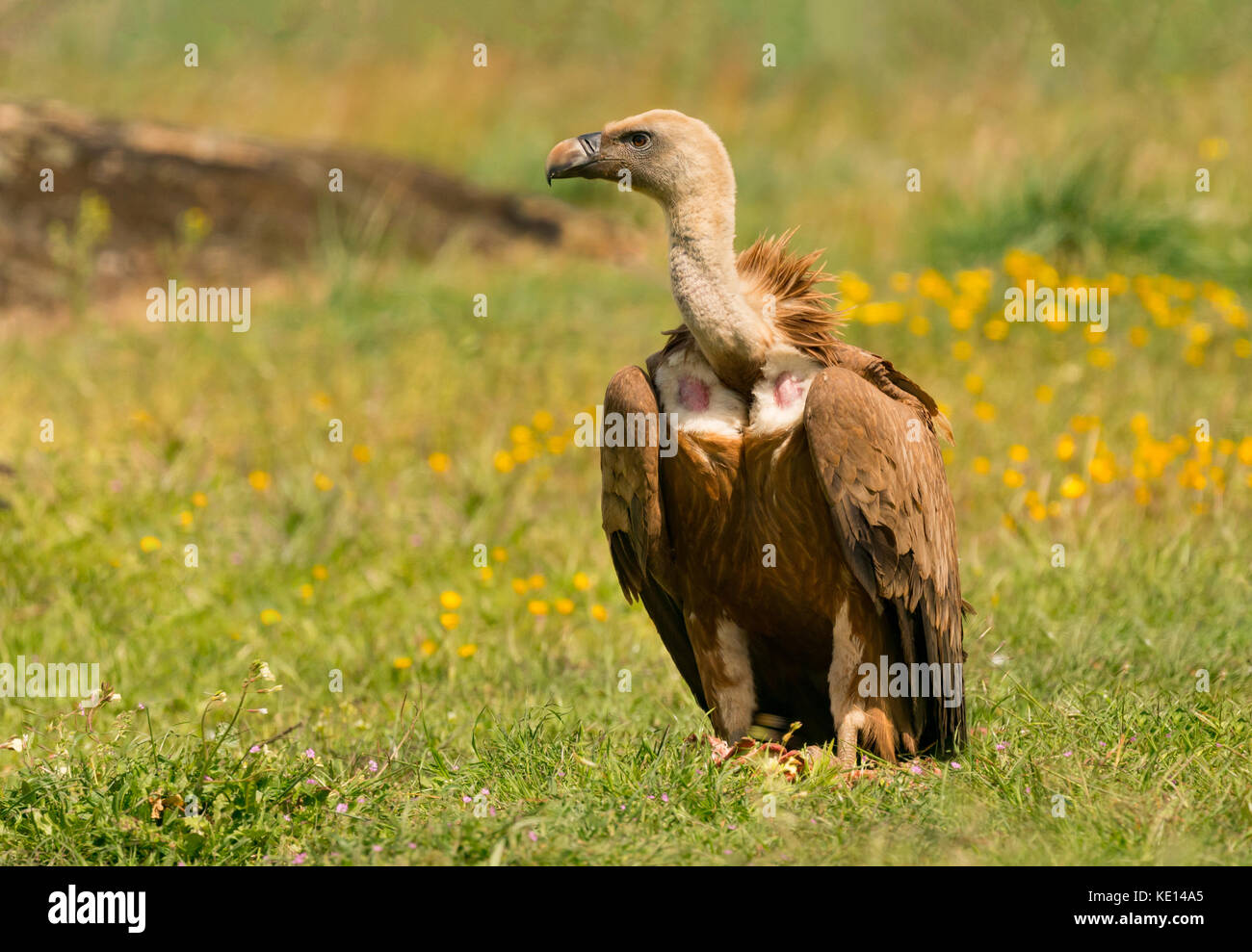 Portrait of a young vulture in the nature Stock Photo - Alamy