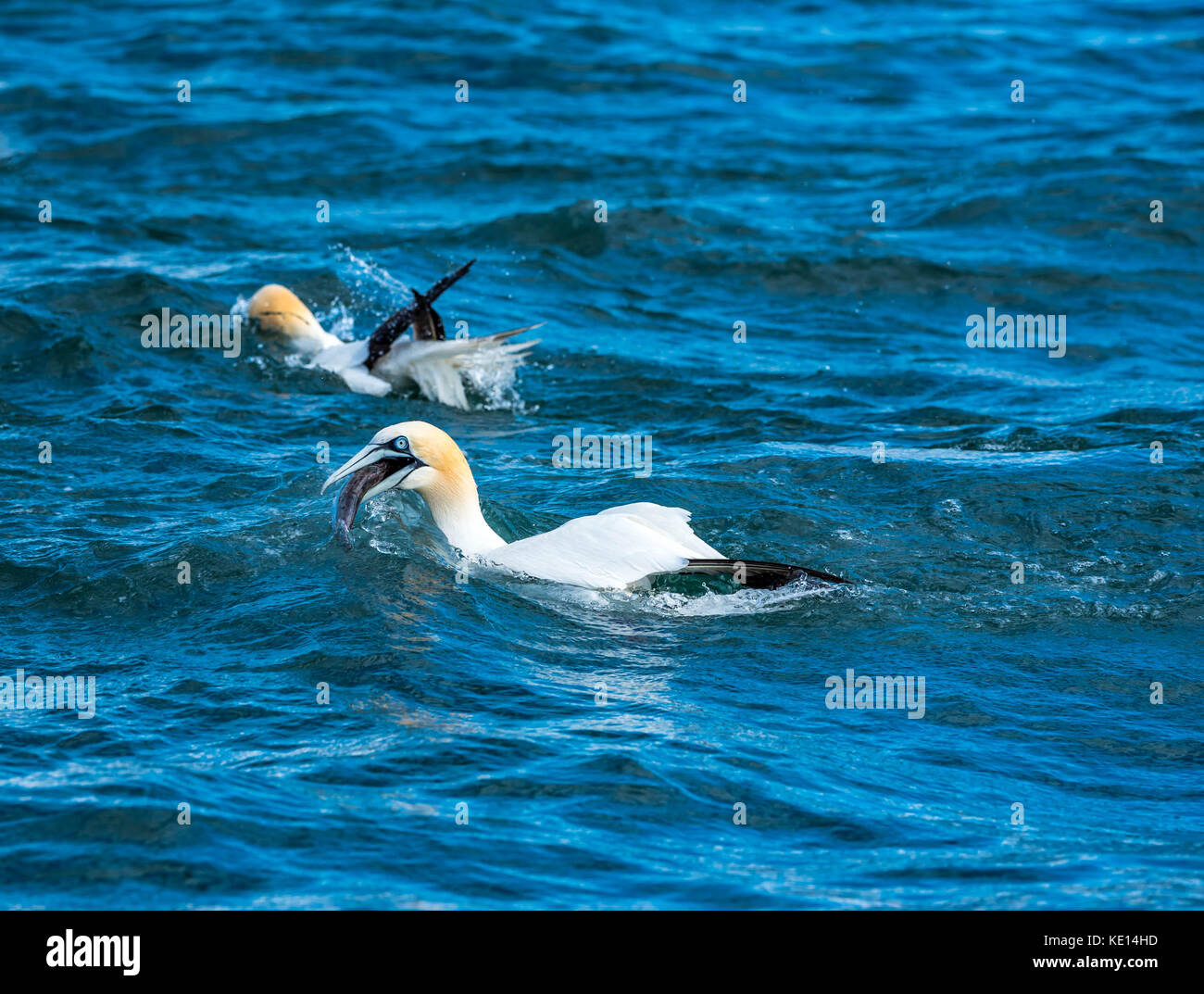 A gannet with a fish in its mouth Stock Photo - Alamy