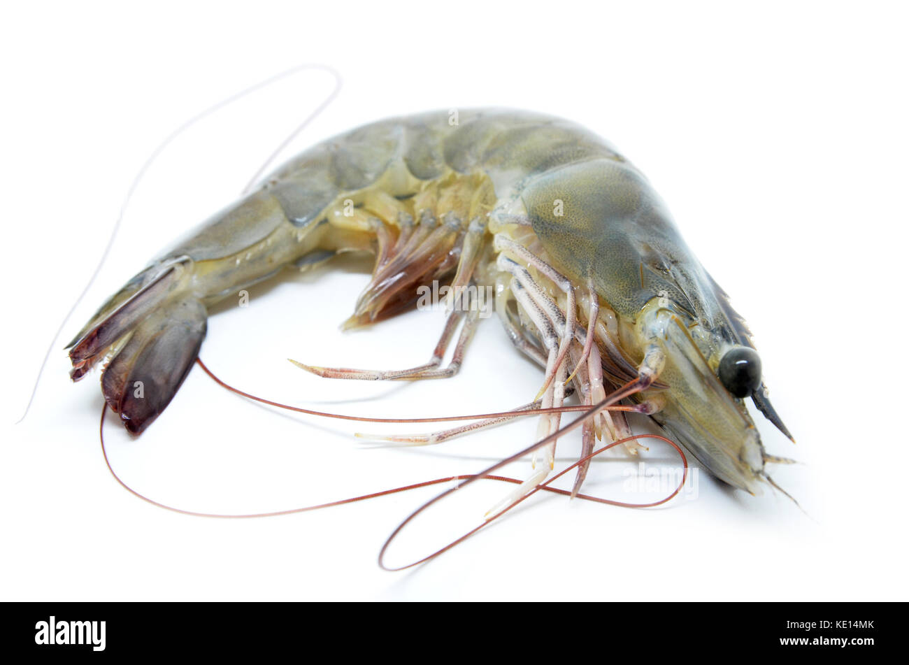 Fresh raw prawns isolated on white background Stock Photo - Alamy