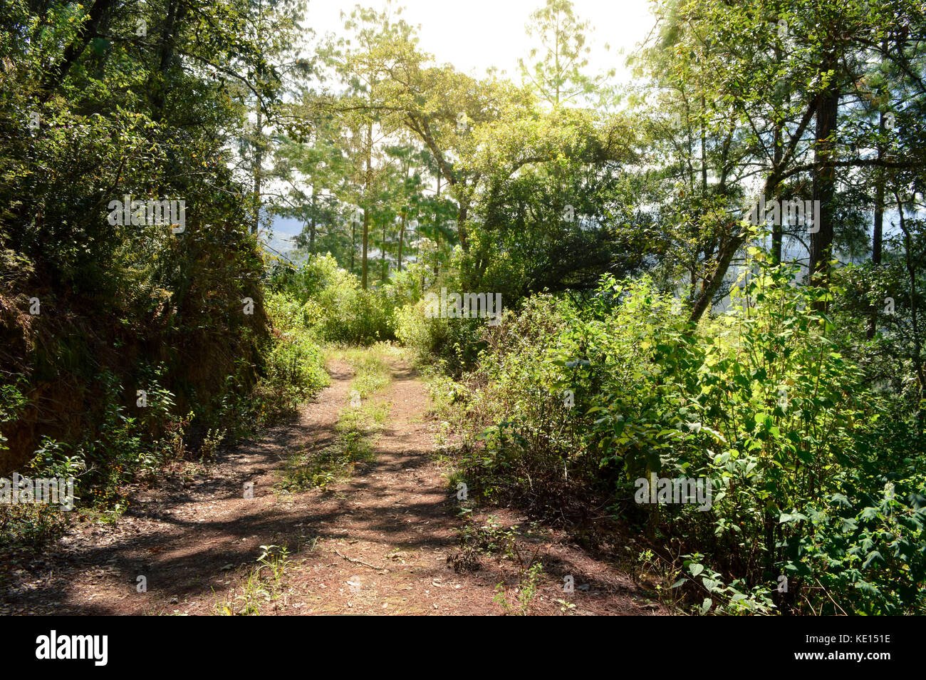 Landscape with pine trees forest in Capulalpam de Mendez in the ...
