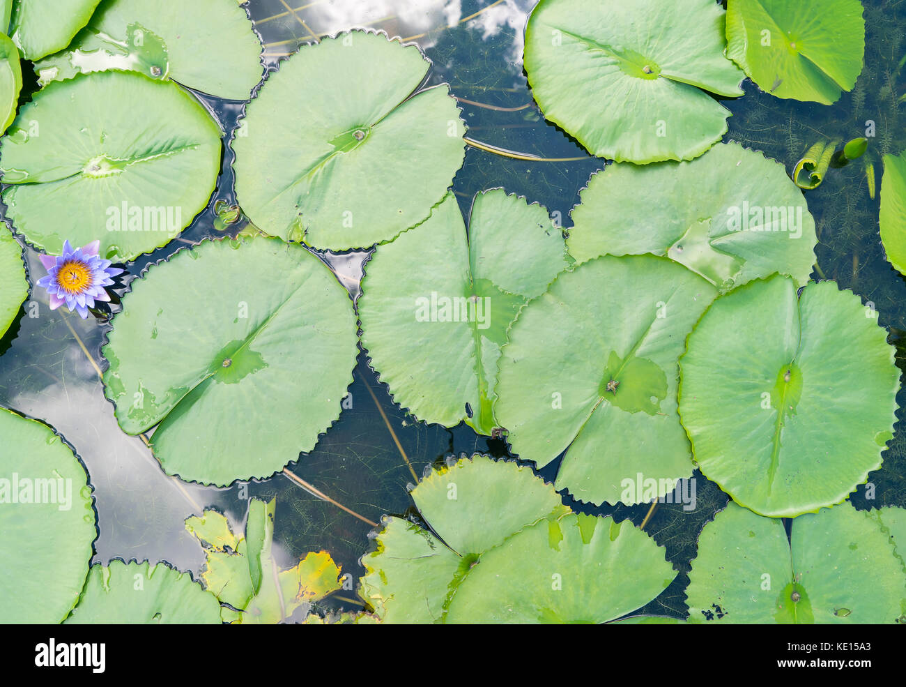 lotus leaf background Stock Photo - Alamy