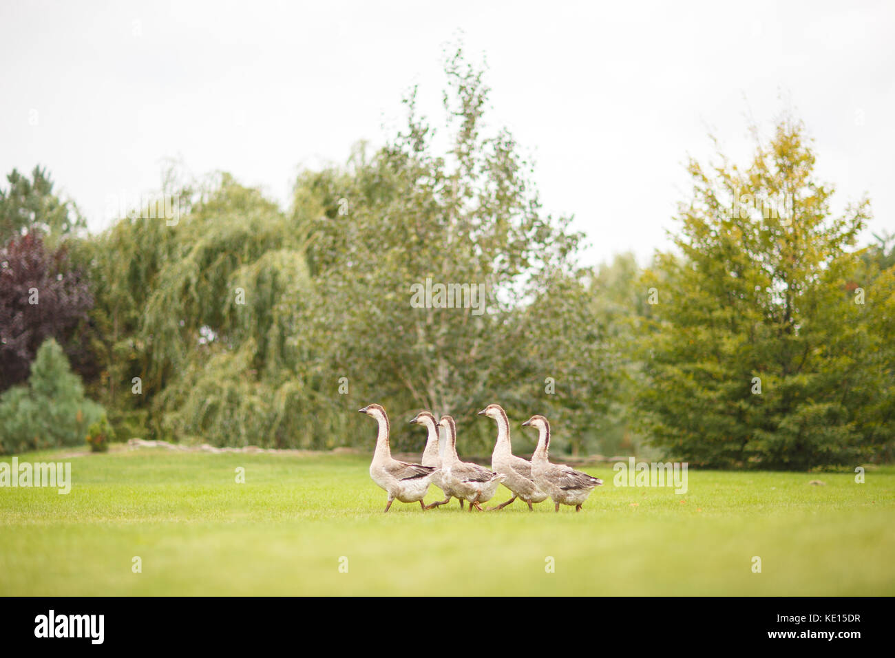 Flock of geese standing on fresh green grass. Farm Stock Photo - Alamy