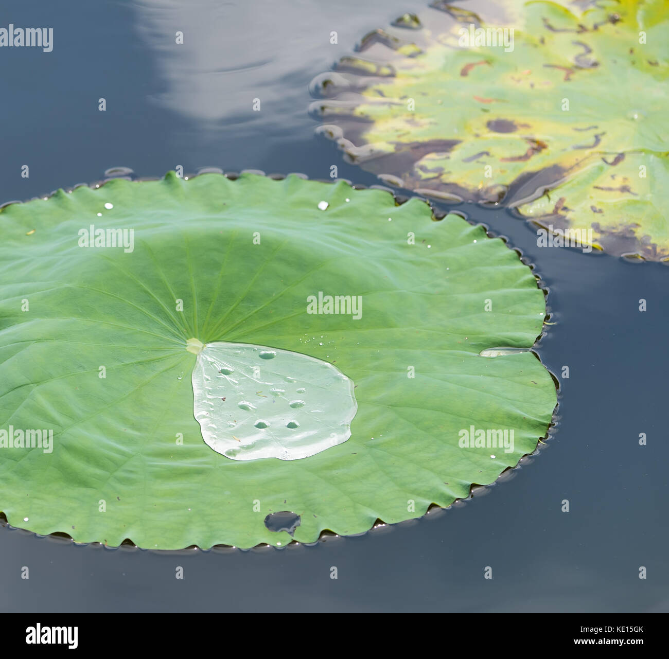 lotus leaf background Stock Photo - Alamy