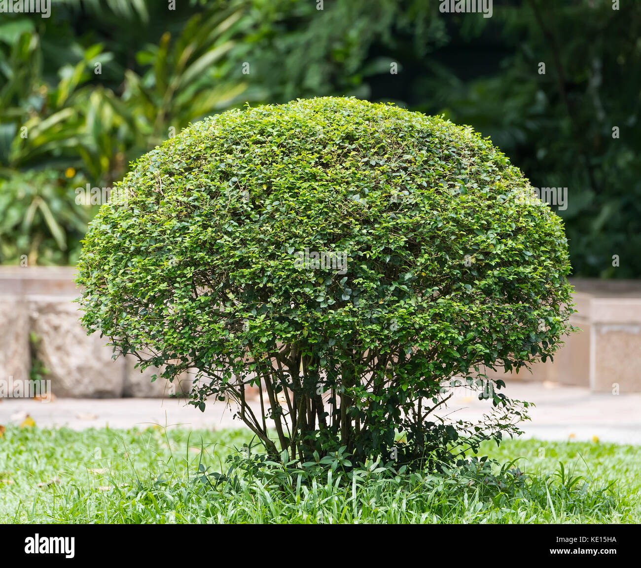 Round shrubs hi-res stock photography and images - Alamy