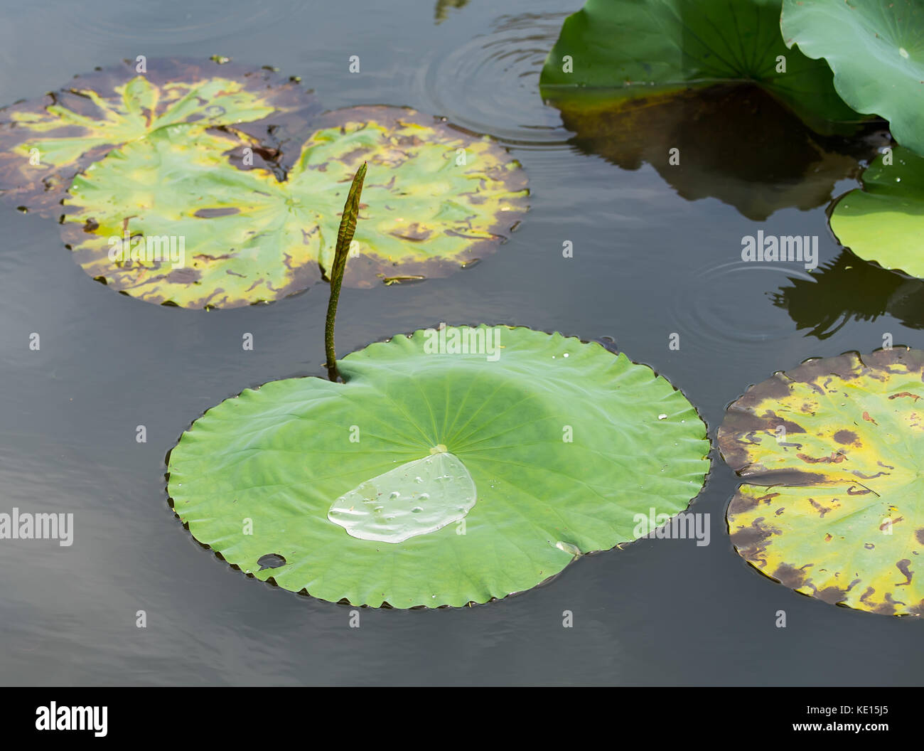 lotus leaf background Stock Photo - Alamy