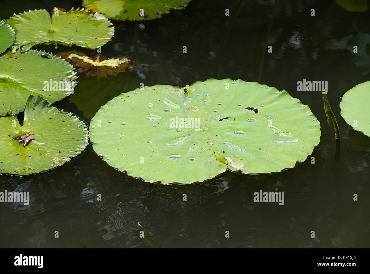 lotus leaf background Stock Photo - Alamy