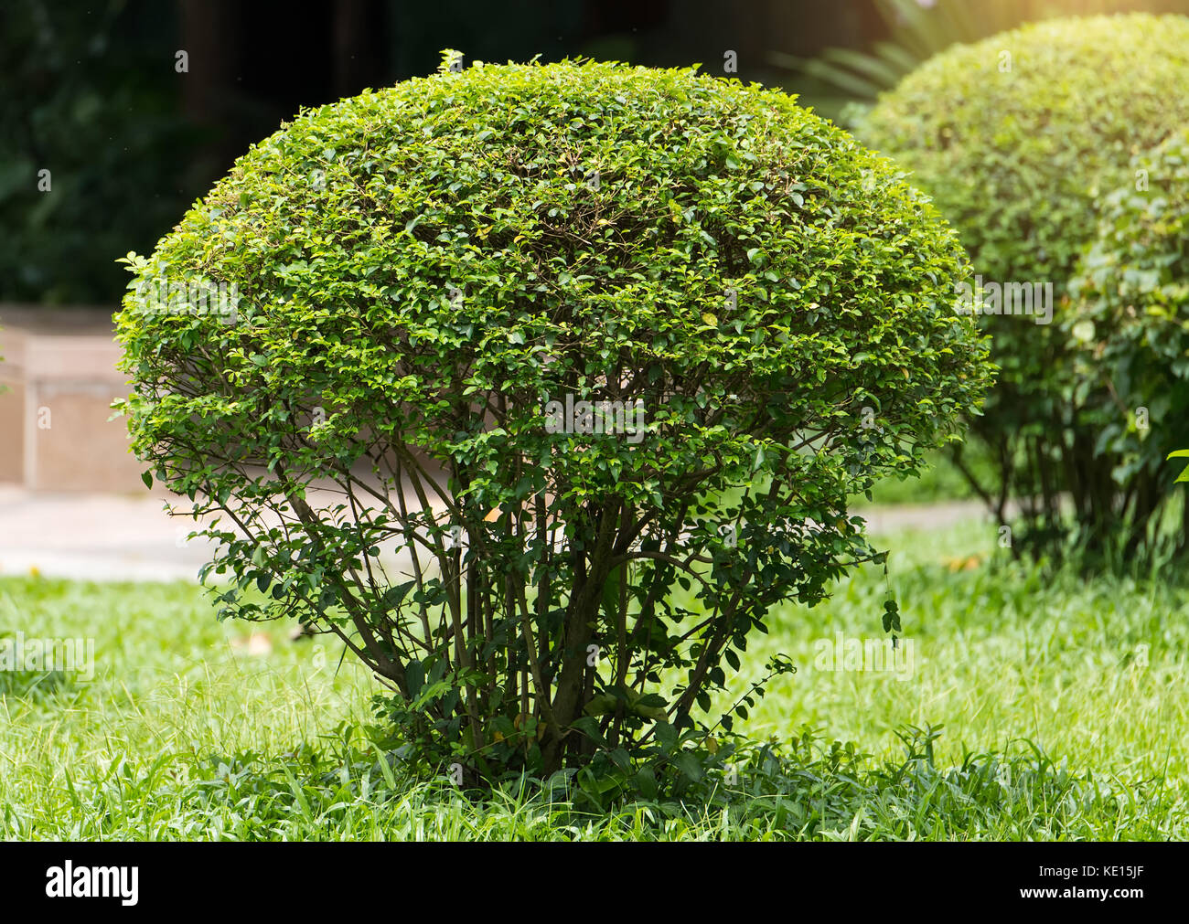 Round shrubs hi-res stock photography and images - Alamy