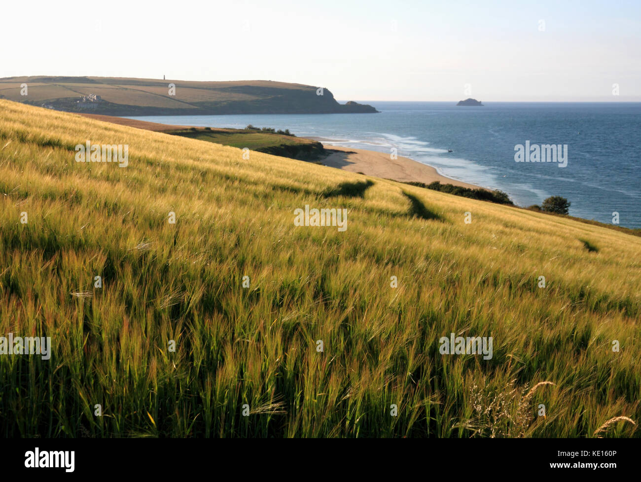 Looking across a barley field beside the Camel estuary to Stepper Point ...