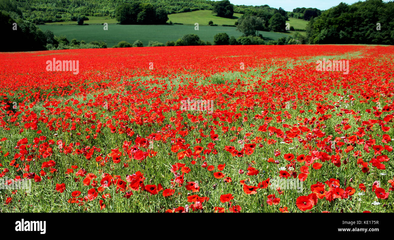 Poppy seedlings hi-res stock photography and images - Alamy
