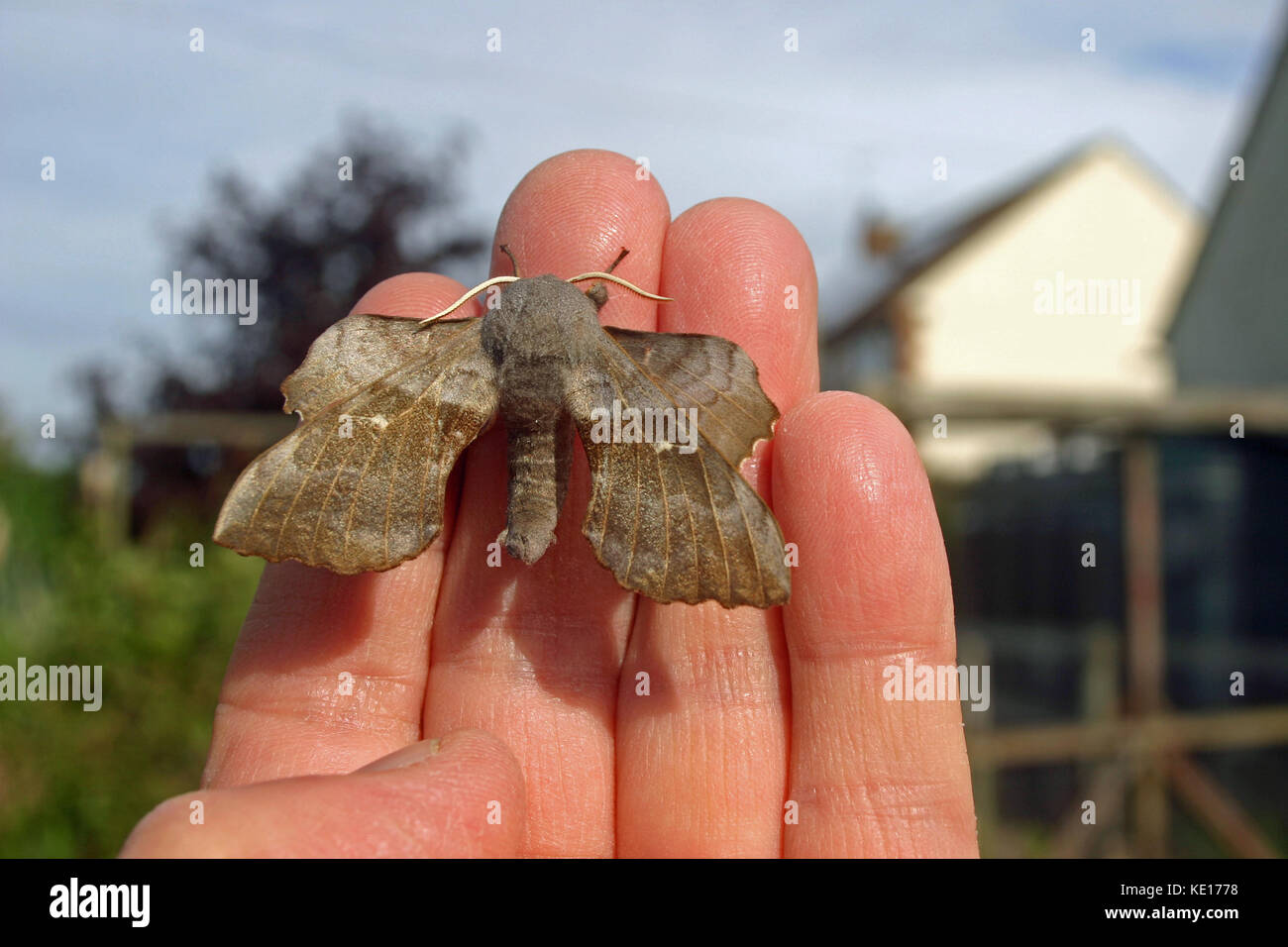 Poplar hawk moth (Laothoe populi) on a hand to show scale with ...