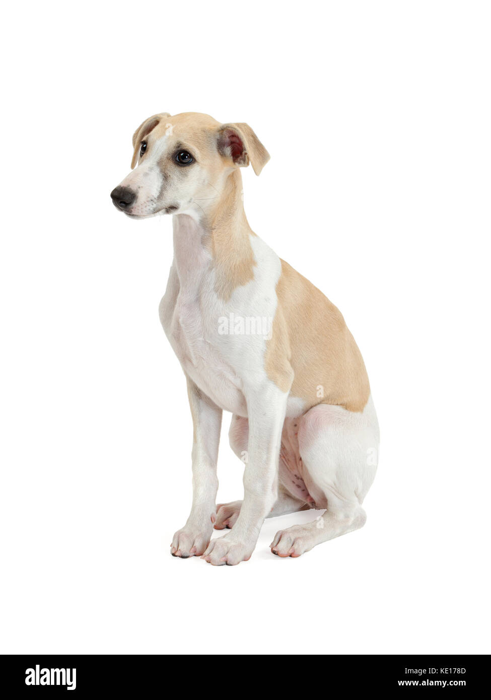 Sitting Whippet puppy studio shot on white background Stock Photo - Alamy