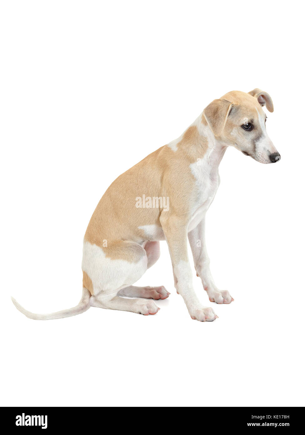 Whippet puppy hi-res stock photography and images - Alamy