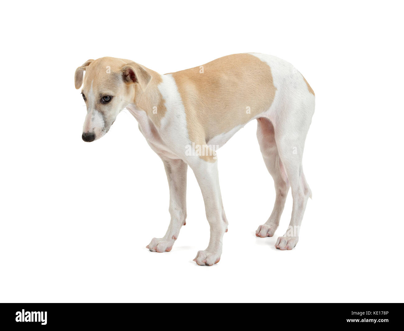 Standing Whippet puppy studio shot on white background Stock Photo - Alamy