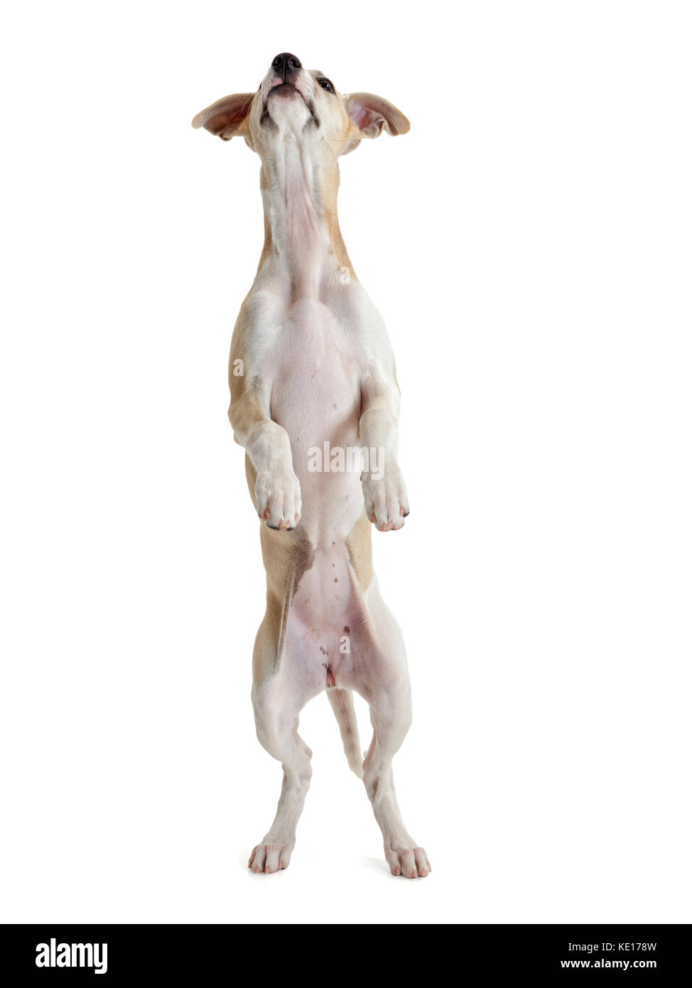 Dog hind legs hi-res stock photography and images - Alamy