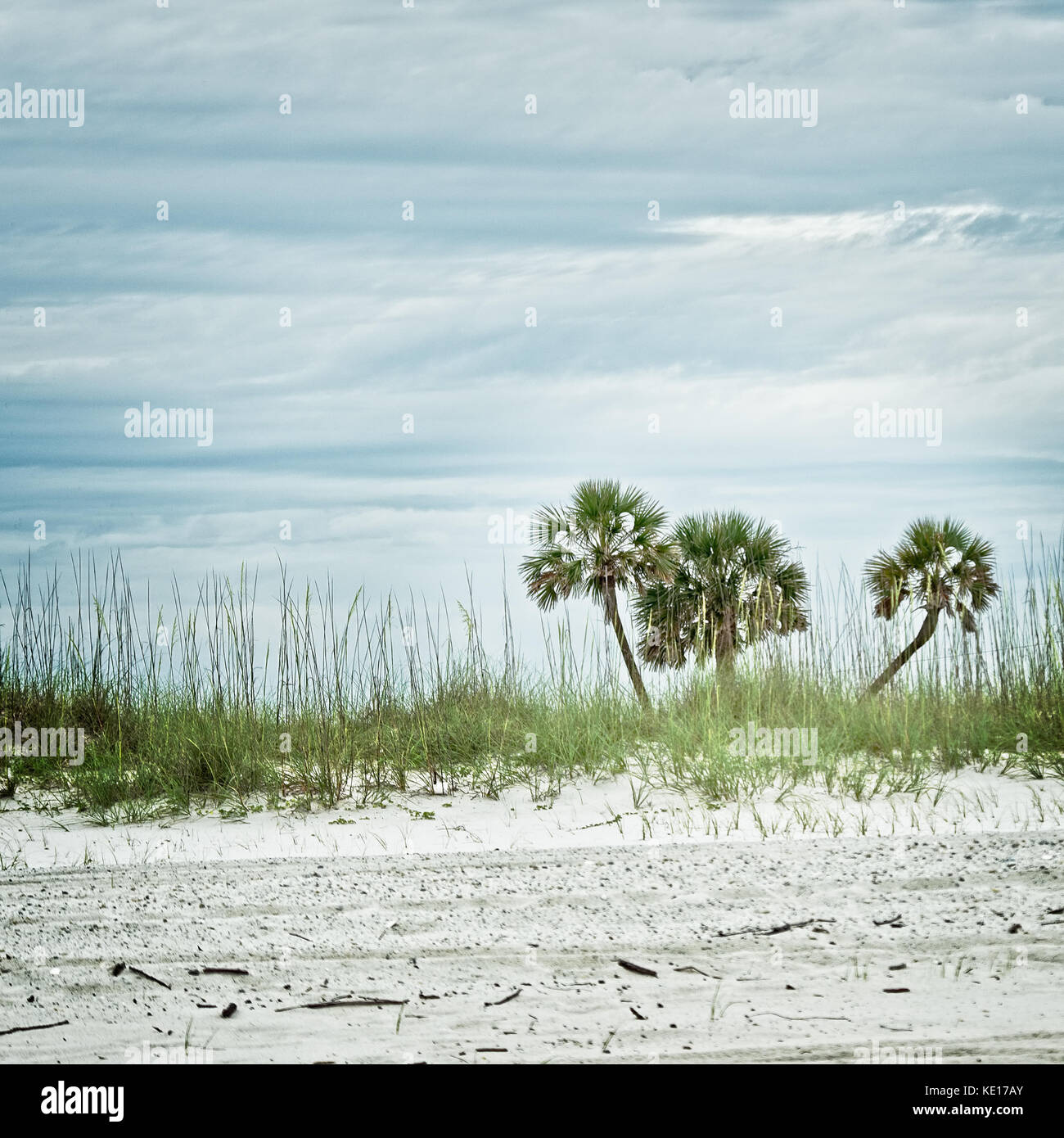 Gulf Shores, AL USA - June 26, 2014 - Three Palm Trees on a Beach with ...