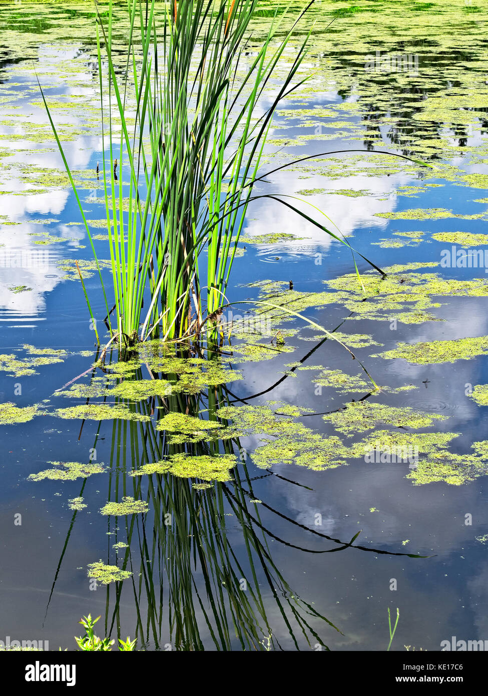 Spring TX USA - July 6, 2017 - Reflection in a pond of trees and ...