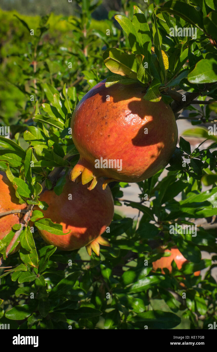 POMOGRANATE Fruits on the tree,greece Stock Photo - Alamy