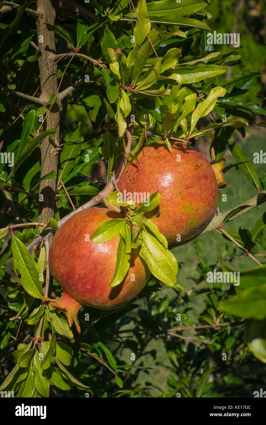 POMOGRANATE Fruits on the tree,greece Stock Photo - Alamy
