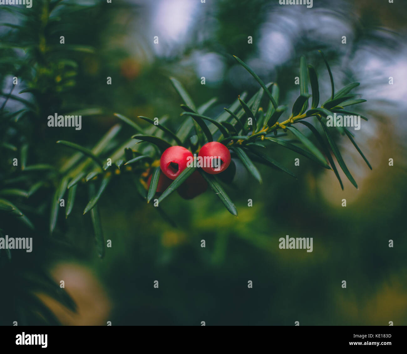 Autumn berries wallpaper hi-res stock photography and images - Alamy