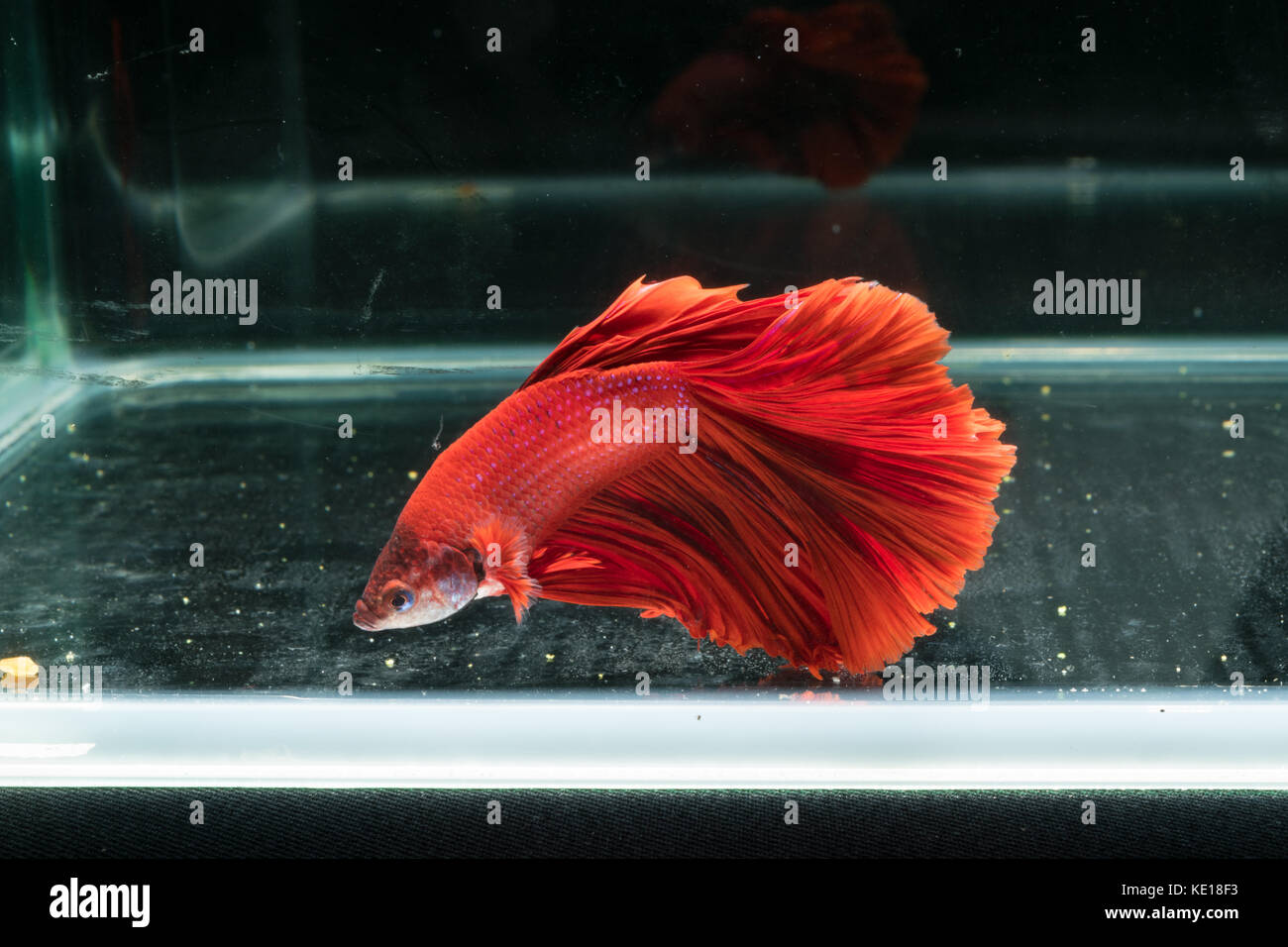 red siamese fighting fish. beautiful tail of betta splendens half moon ...