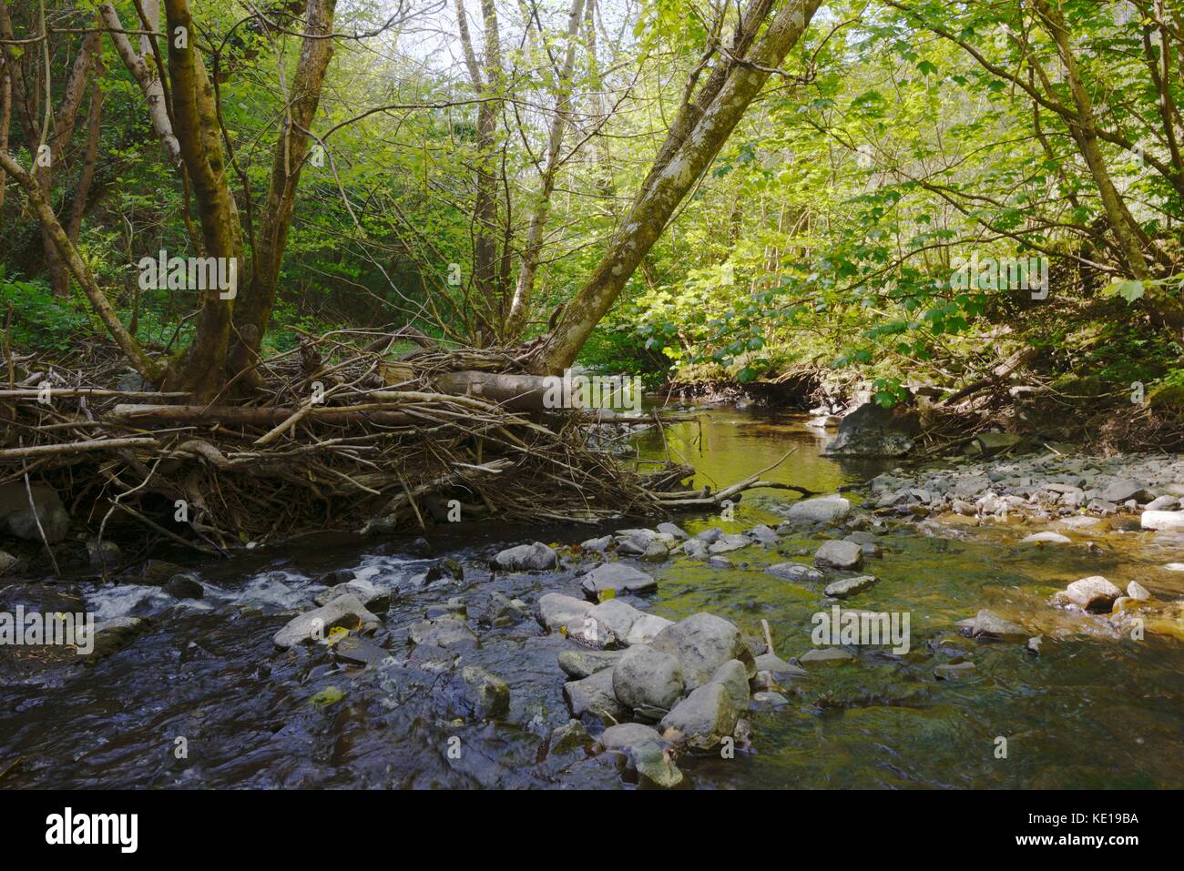 Woody debris deposited by floodwater and trapped amongst riverside ...