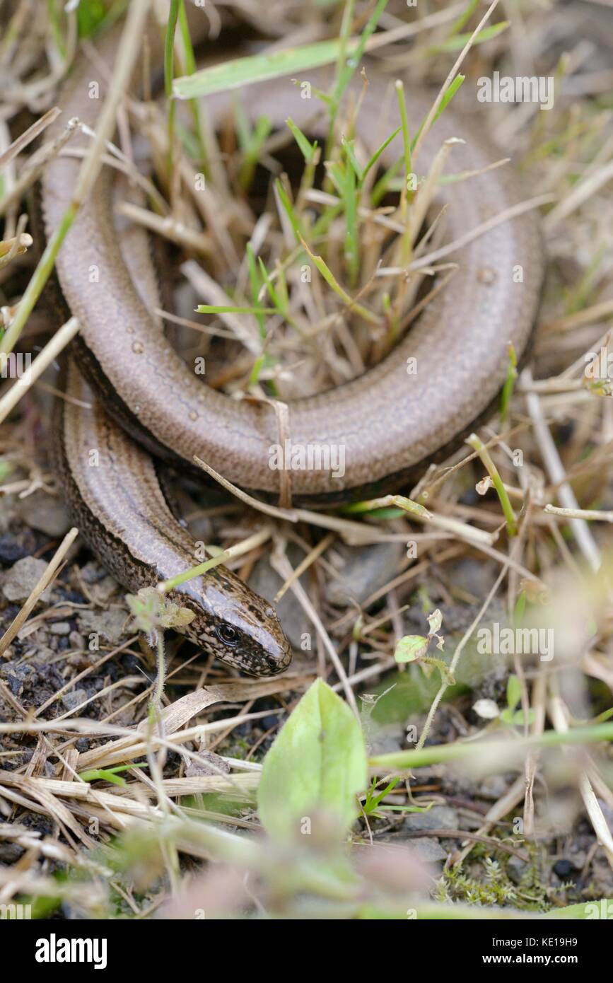 Slow Worm, Anguis fragilis, Wales, UK Stock Photo - Alamy