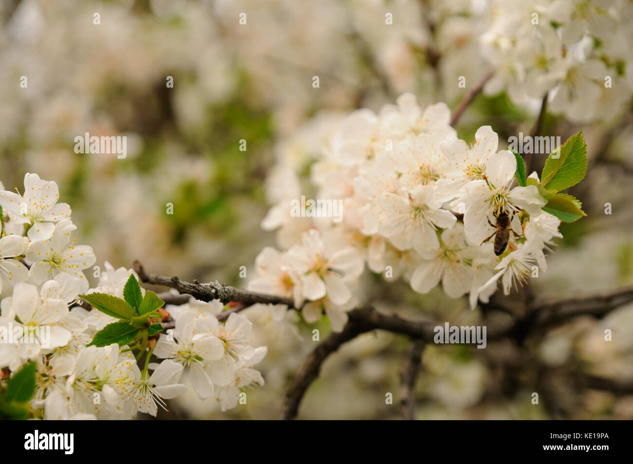 Honey bee Gathering Nectar Spring Blossom Stock Photo - Alamy
