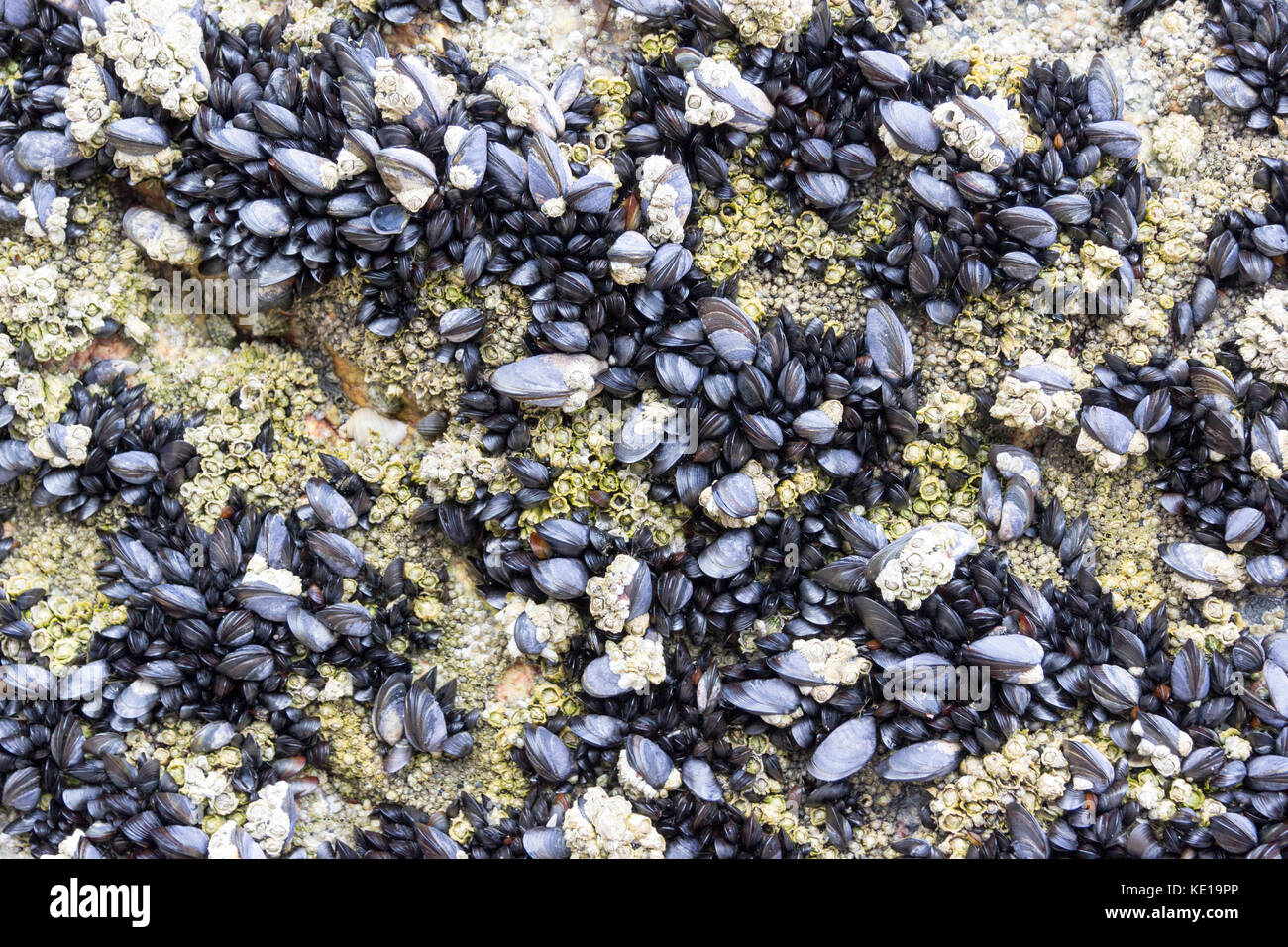 Intertidal Zone Mussels High Resolution Stock Photography and Images ...