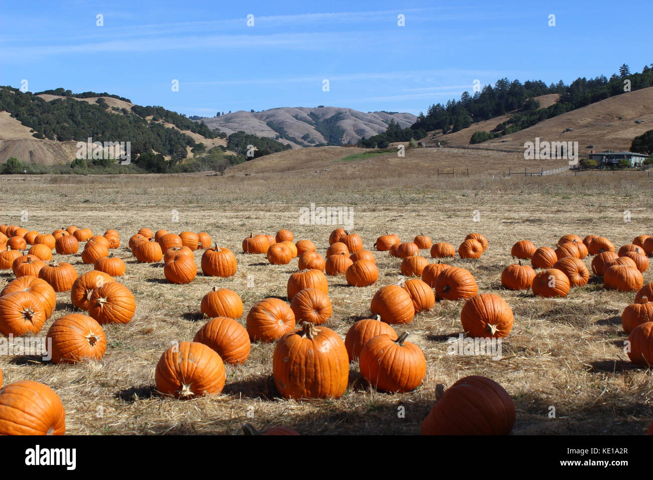 Nicasio Valley Farms Pumpkin Patch, Marin County, California Stock ...