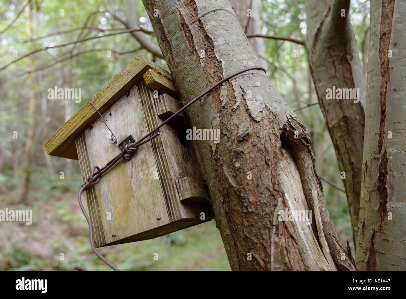 Nesting box with rear facing hole designed for hazel or common dormouse ...