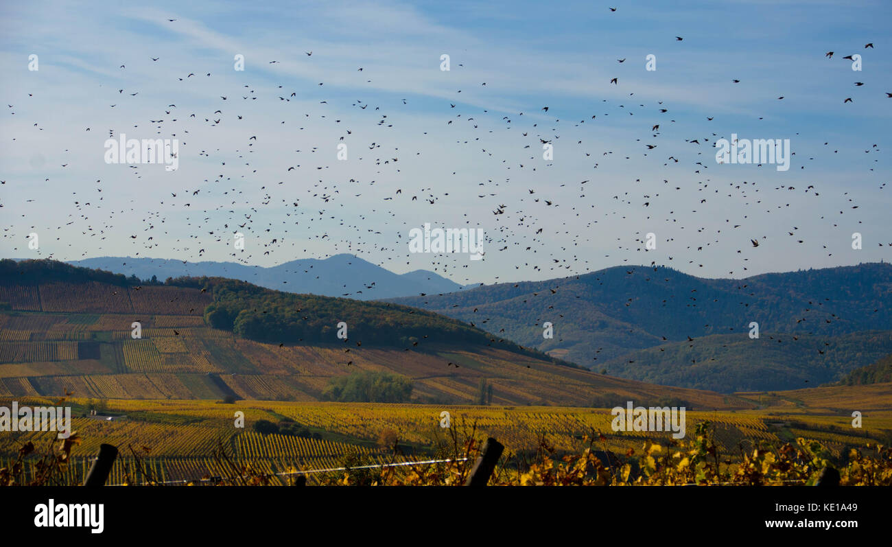 birds leaving the Alsace Stock Photo - Alamy