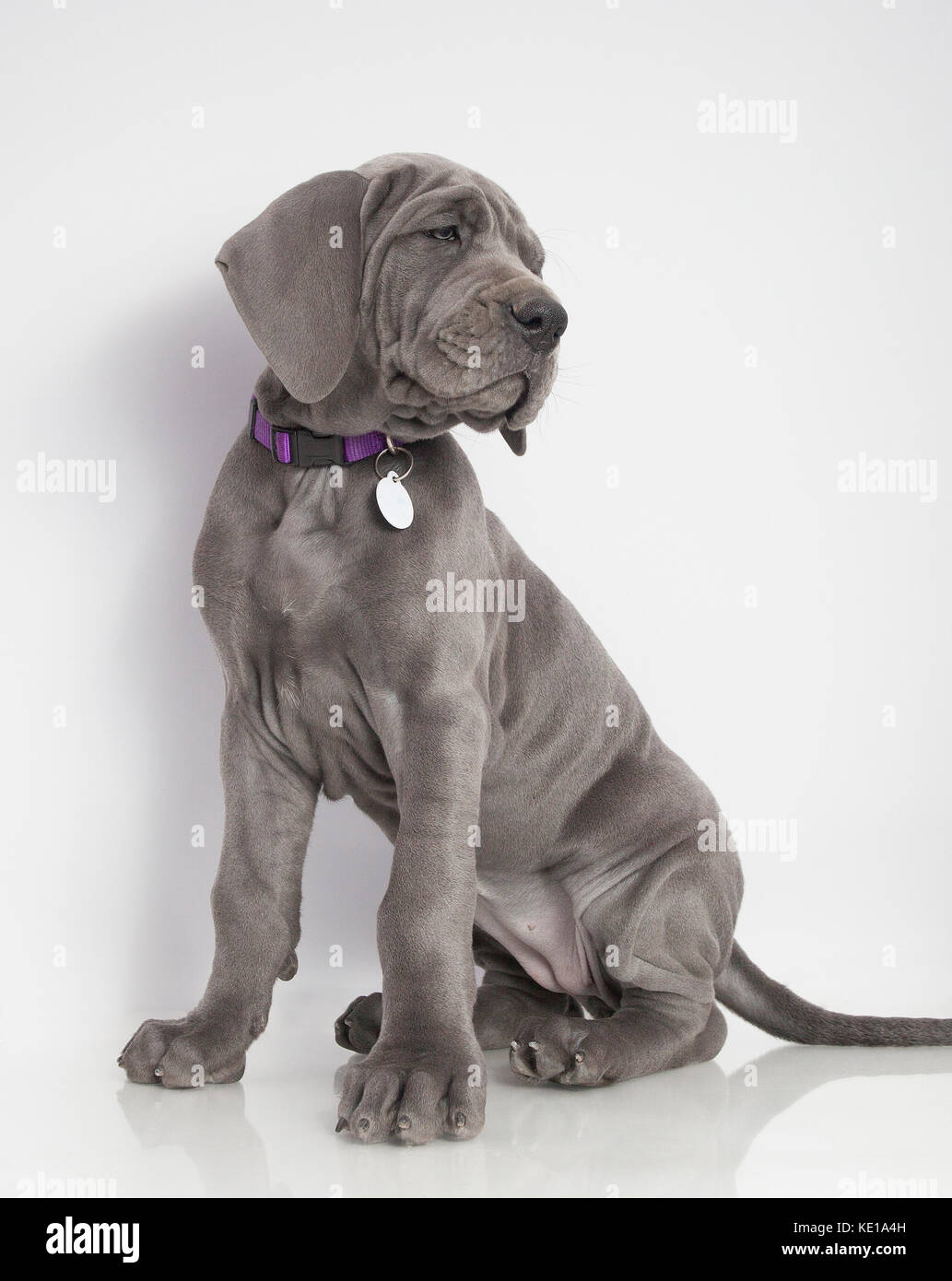 Purebred blue Great Dane puppy sitting on a white background Stock ...