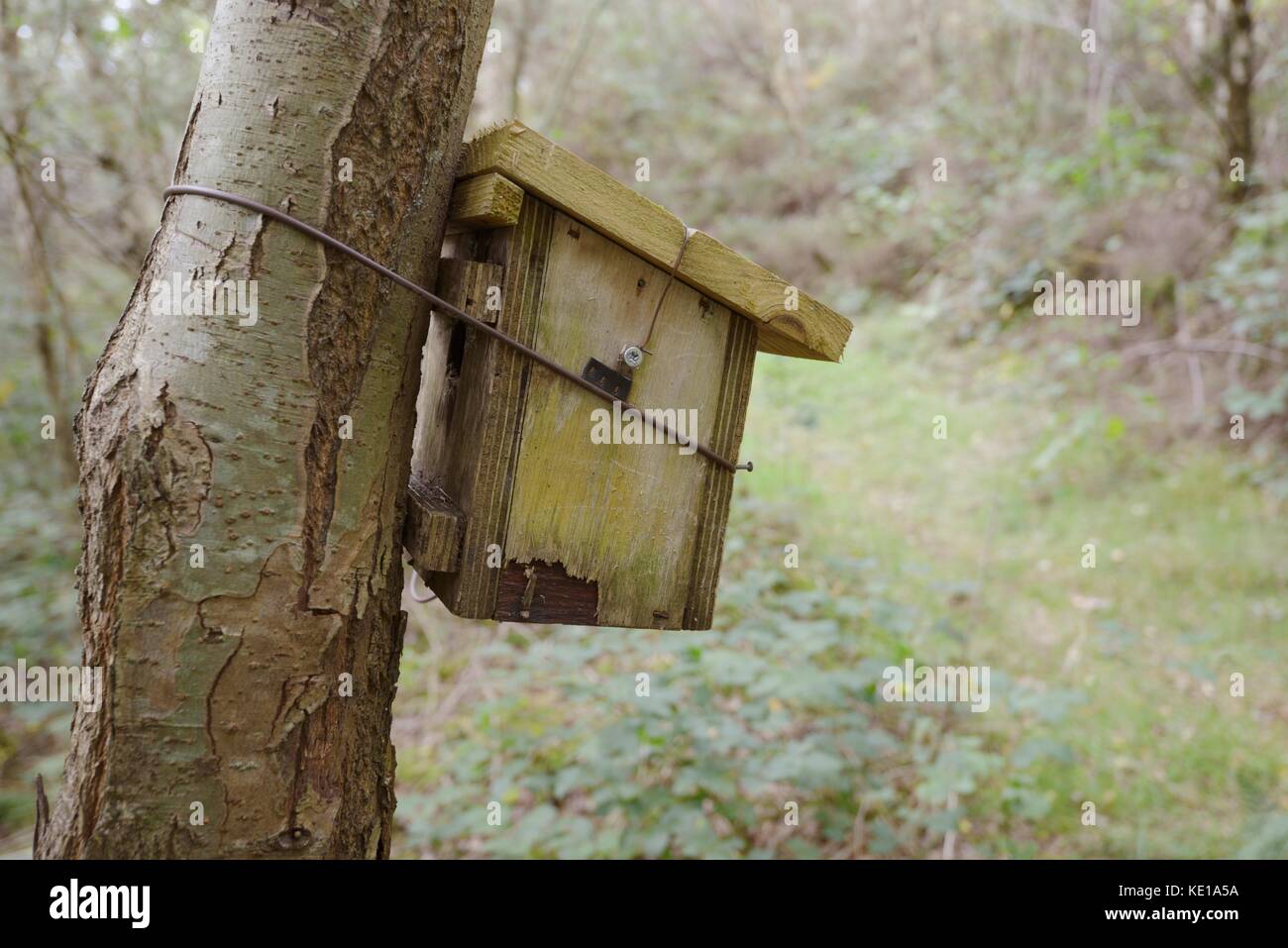 Nesting box with rear facing hole designed for hazel or common dormouse ...