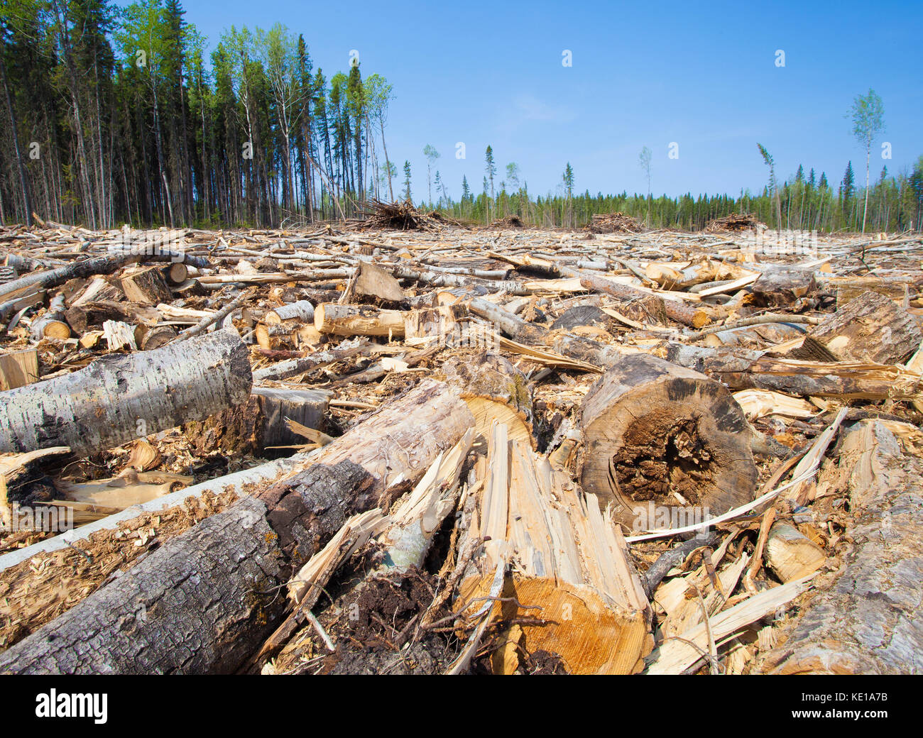 Logging Operation Stock Photos & Logging Operation Stock Images - Alamy