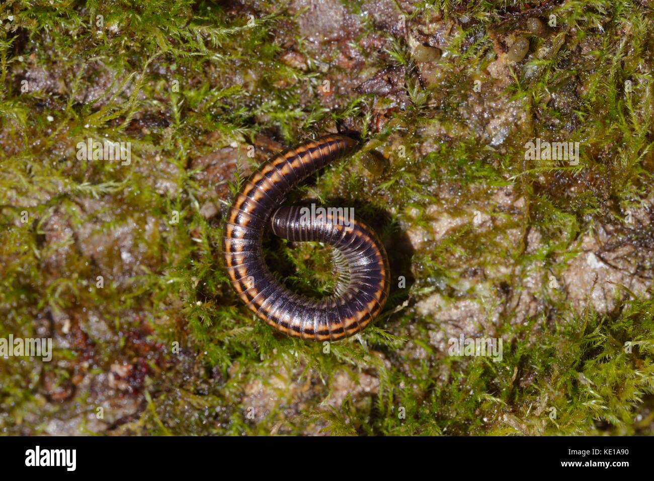 Striped Millipede, Ommatoiulus sabulosus, Wales, UK Stock Photo - Alamy