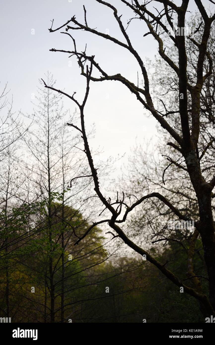 Standing deadwood, dead Ash tree in deciduous woodland, Wales, UK Stock ...