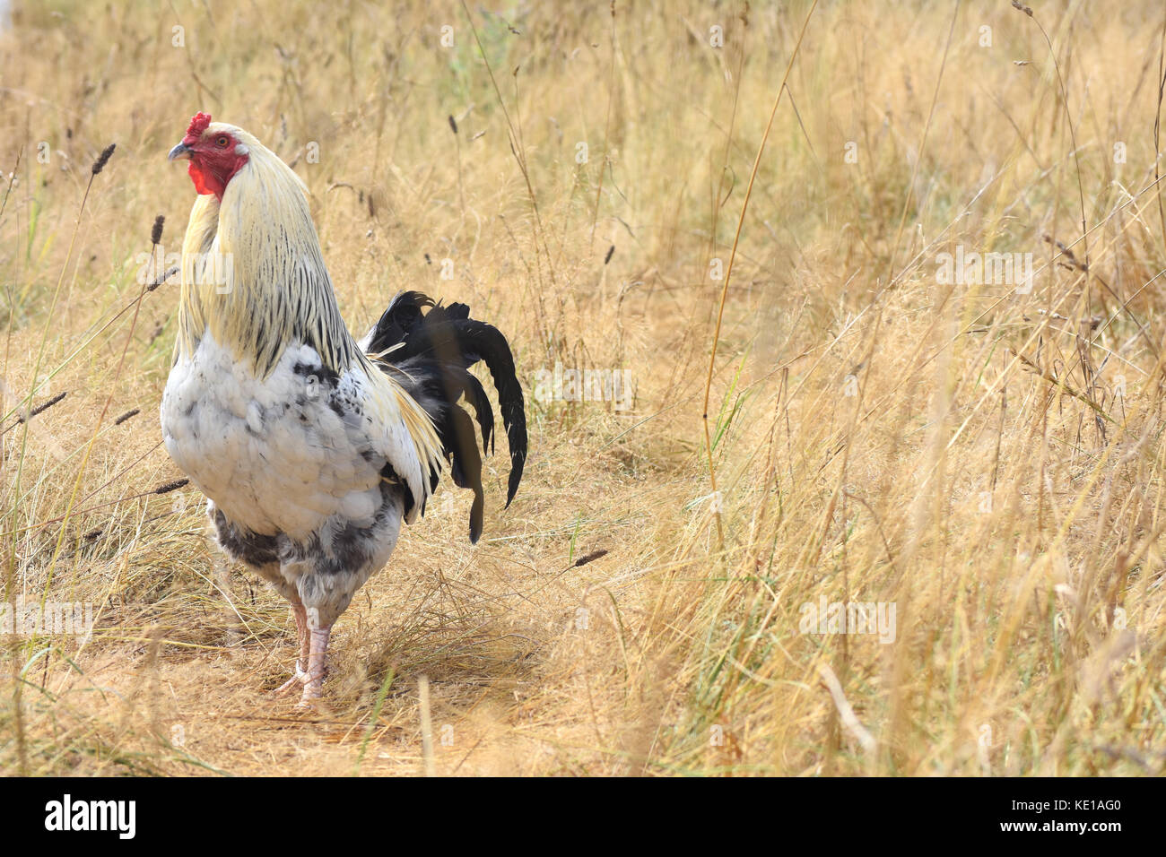 Rooster roosters hi-res stock photography and images - Alamy