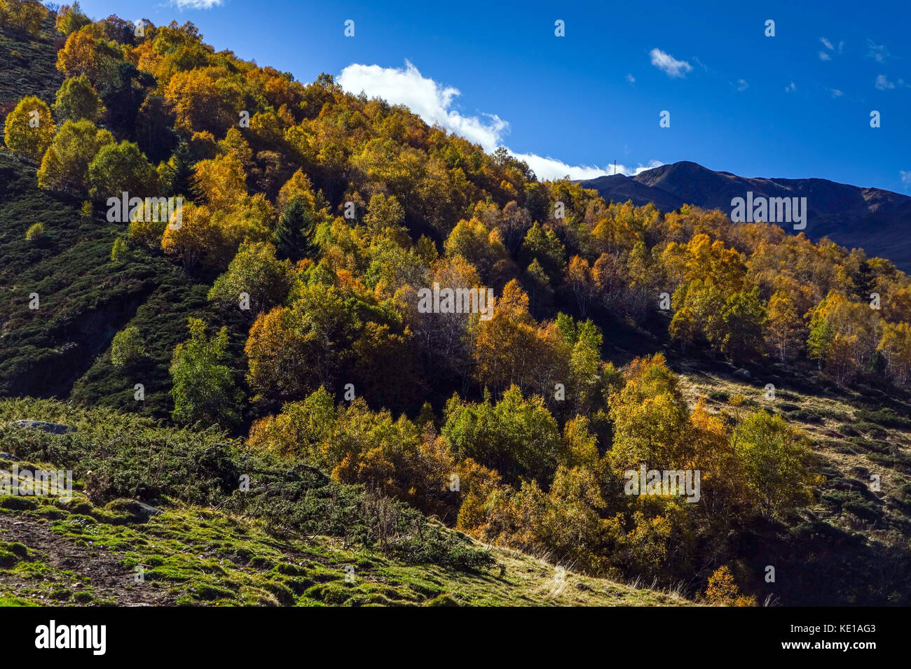 Autumn Fall colours, French Pyrenees, near Andorra Stock Photo - Alamy