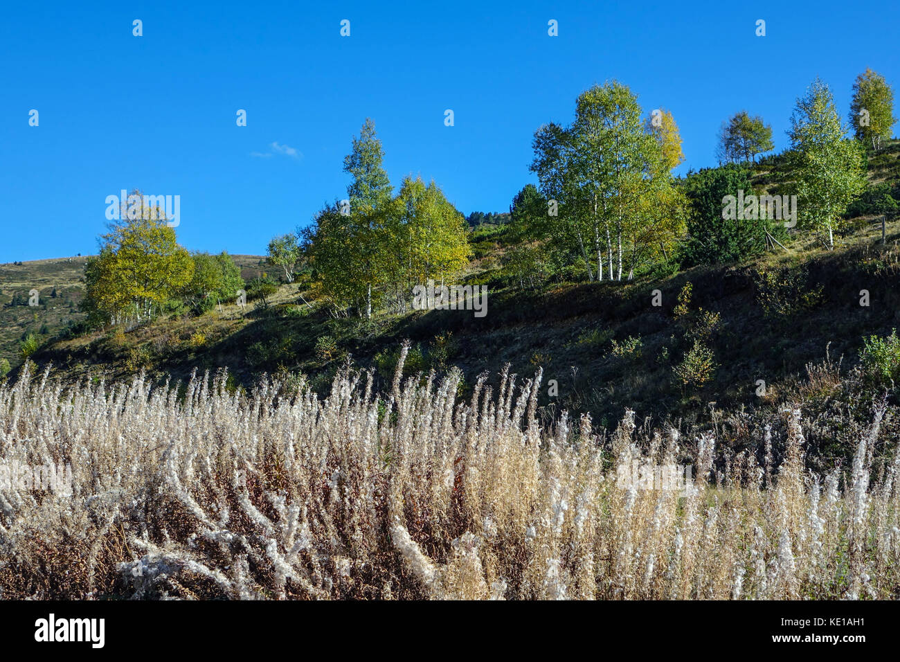 Autumn Fall colours, French Pyrenees, near Andorra Stock Photo - Alamy