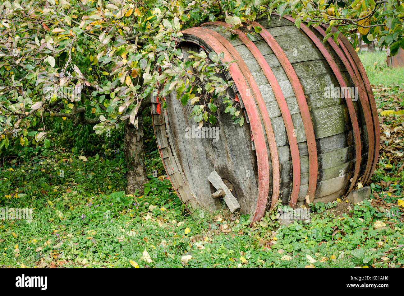 wooden barrel under the tree in the garden Stock Photo - Alamy