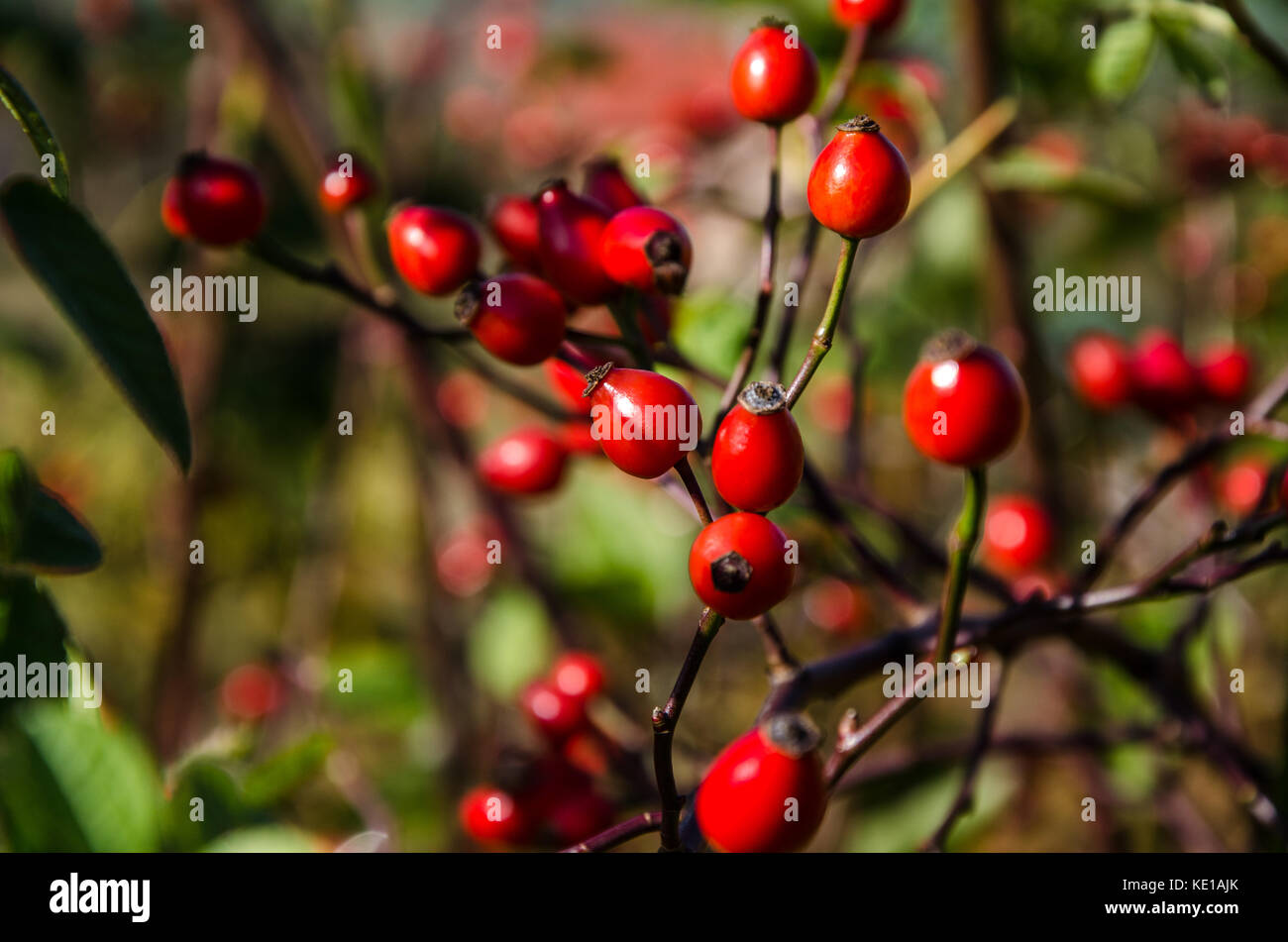 Briers hi-res stock photography and images - Alamy