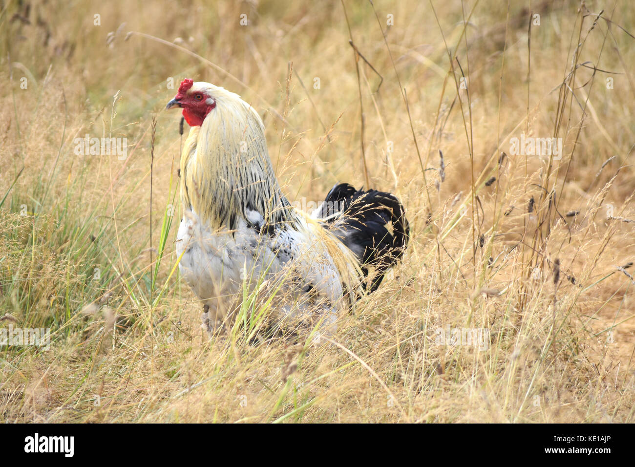 Rooster breeds hi-res stock photography and images - Alamy