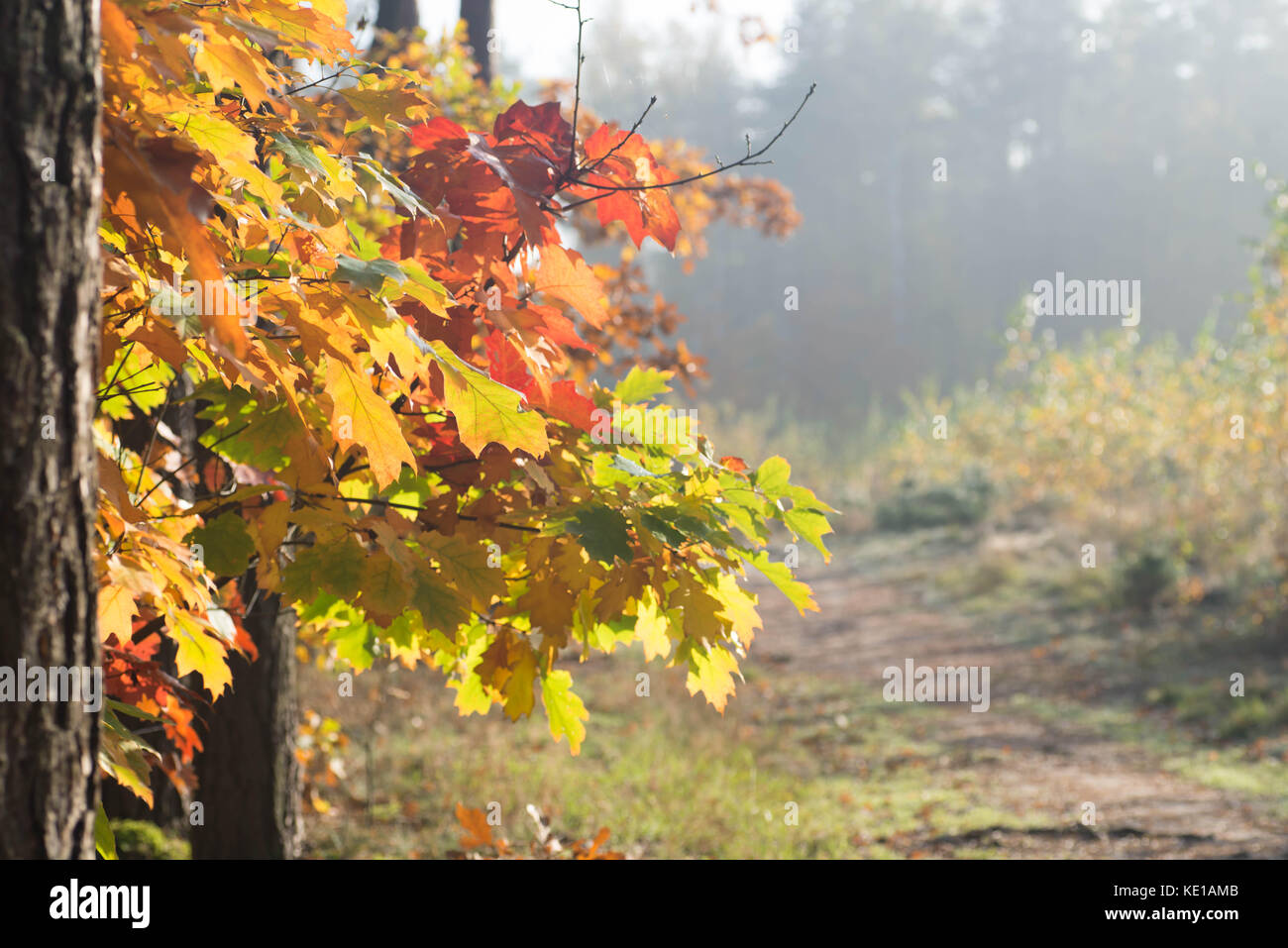 fall landscape and oak tree with multicolored autumn leaves Stock Photo ...