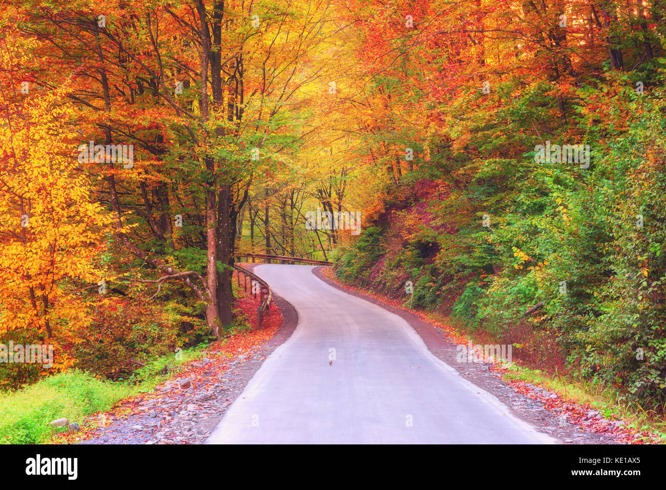 Narrow winding road in autumn forest, nature bright colorful landscape ...