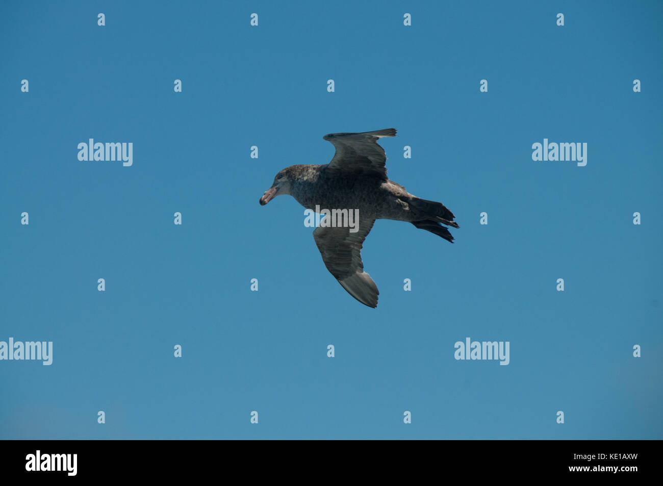 Southern Giant Petrel Stock Photo - Alamy