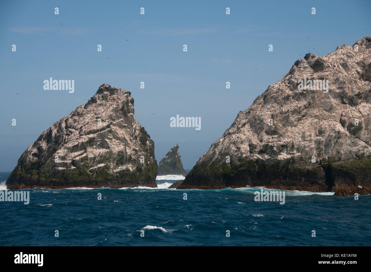 South georgian shag hi-res stock photography and images - Alamy