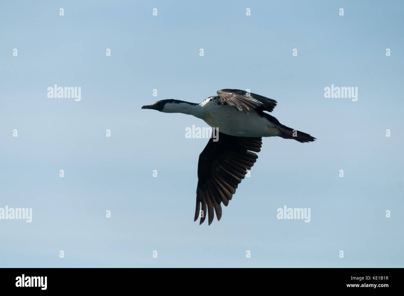South Georgian Imperial Shag in Flight Stock Photo - Alamy